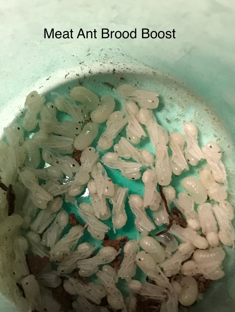 Brood Boost Meat Ant Iridomyrmex Purpureus – Ant Shop Australia