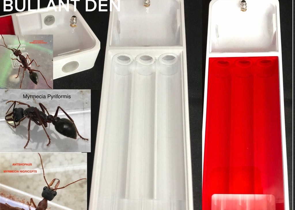 Bullant Queen + Den Package – Ant Shop Australia