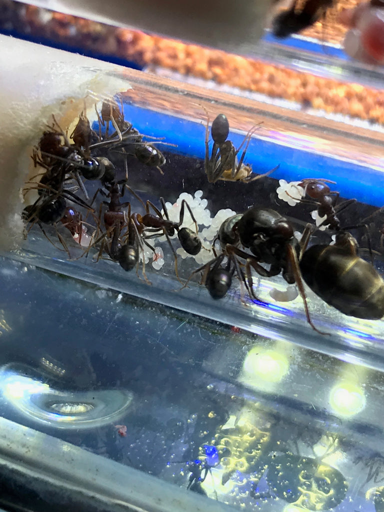Ant Queen Iridomyrmex Purpureus Meat Ant – Ant Shop Australia