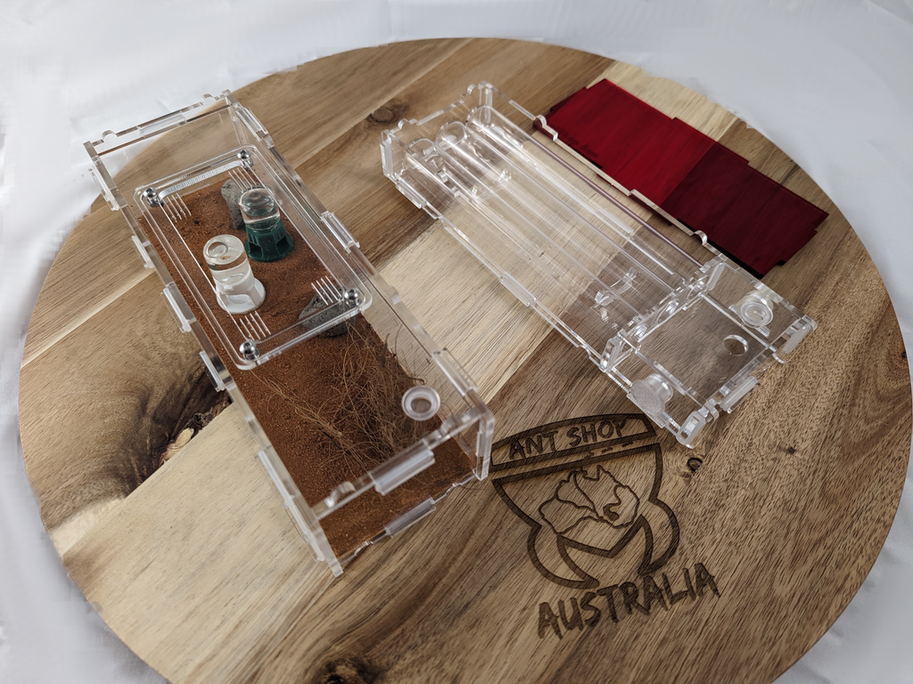 Bullant Den Stacker – Ant Shop Australia